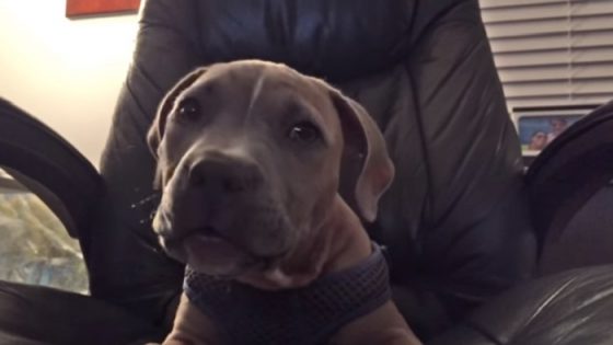 Grognon ce chien ne veut pas se calmer, c'est alors que le maître ...