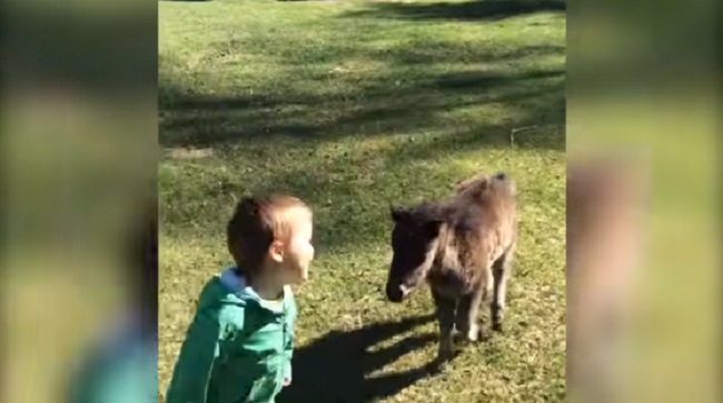 Un moment de tendresse entre un bébé mini-cheval et ce petit garçon.